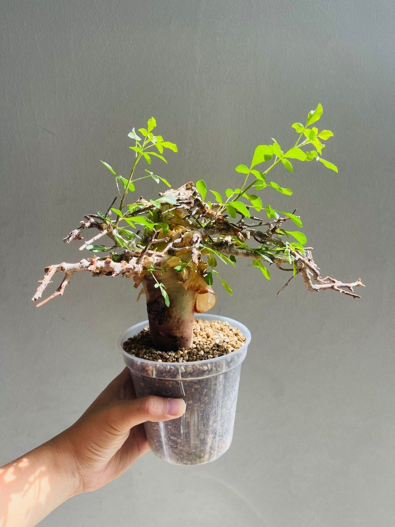 Commiphora kataf var tukanensis, Furniture & Home Living, Gardening ...