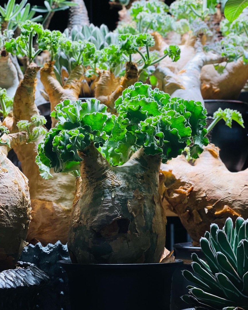 Cyphostemma uter, Furniture & Home Living, Gardening, Plants & Seeds on ...