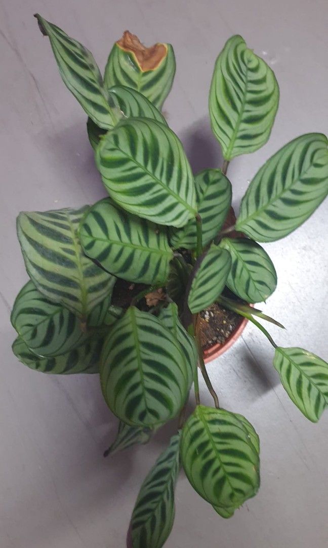 Mother Plant Calathea Burle Marxii Fishbone Prayer Plant Bushy Healthy ...