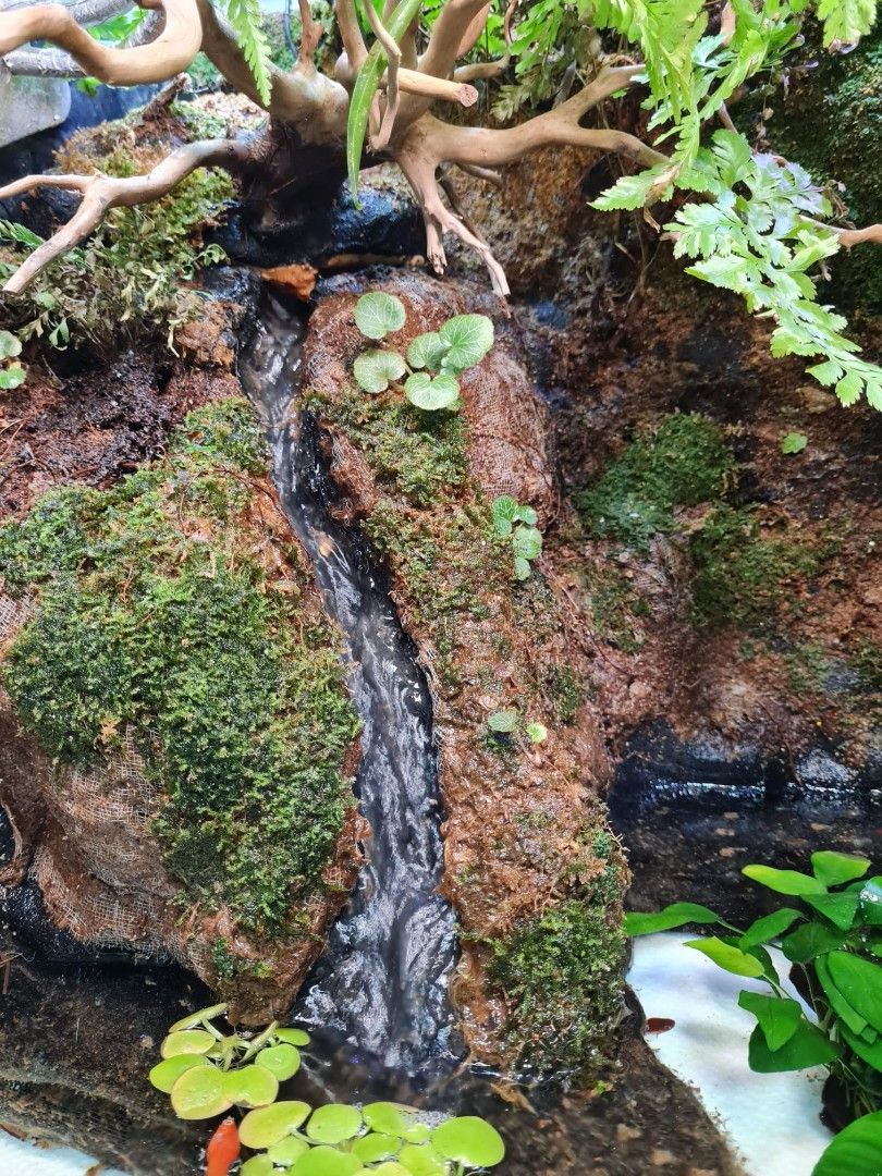 PALUDARIUM 2FT TANK - Full Set, Pet Supplies, Homes & Other Pet ...