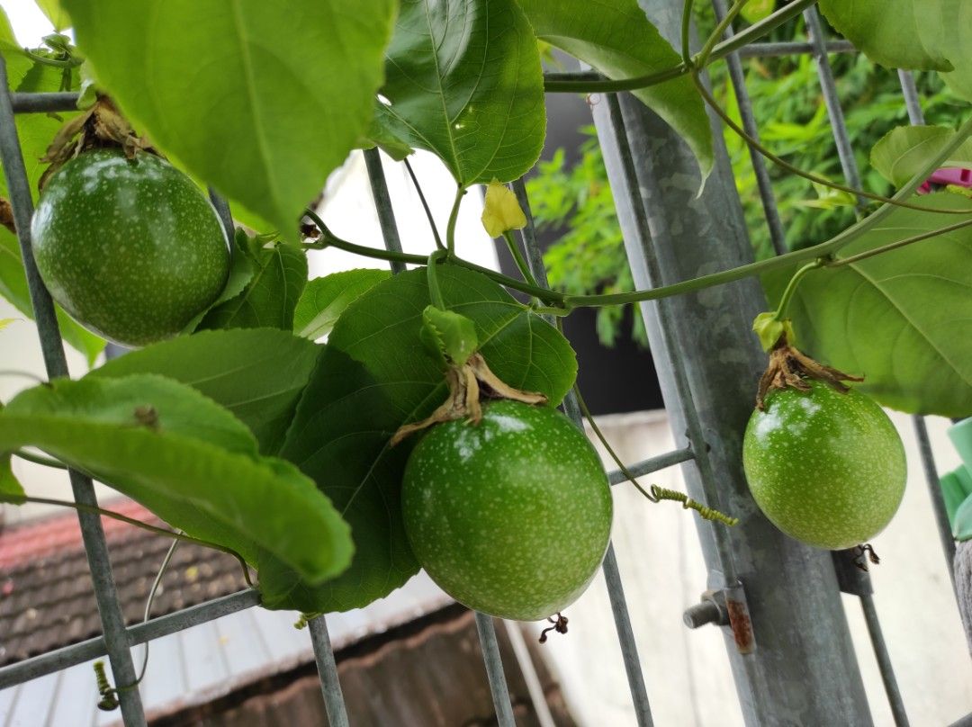 Passion Fruit Plant Purple Sweet Furniture And Home Living Gardening Plants And Seeds On Carousell