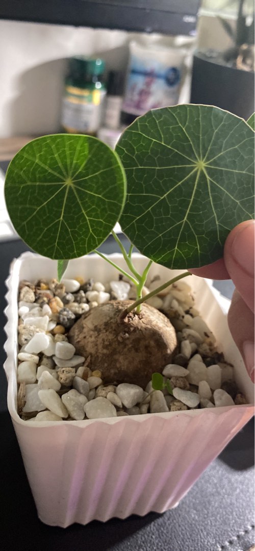 Stephania erecta, Furniture & Home Living, Gardening, Plants & Seeds on ...