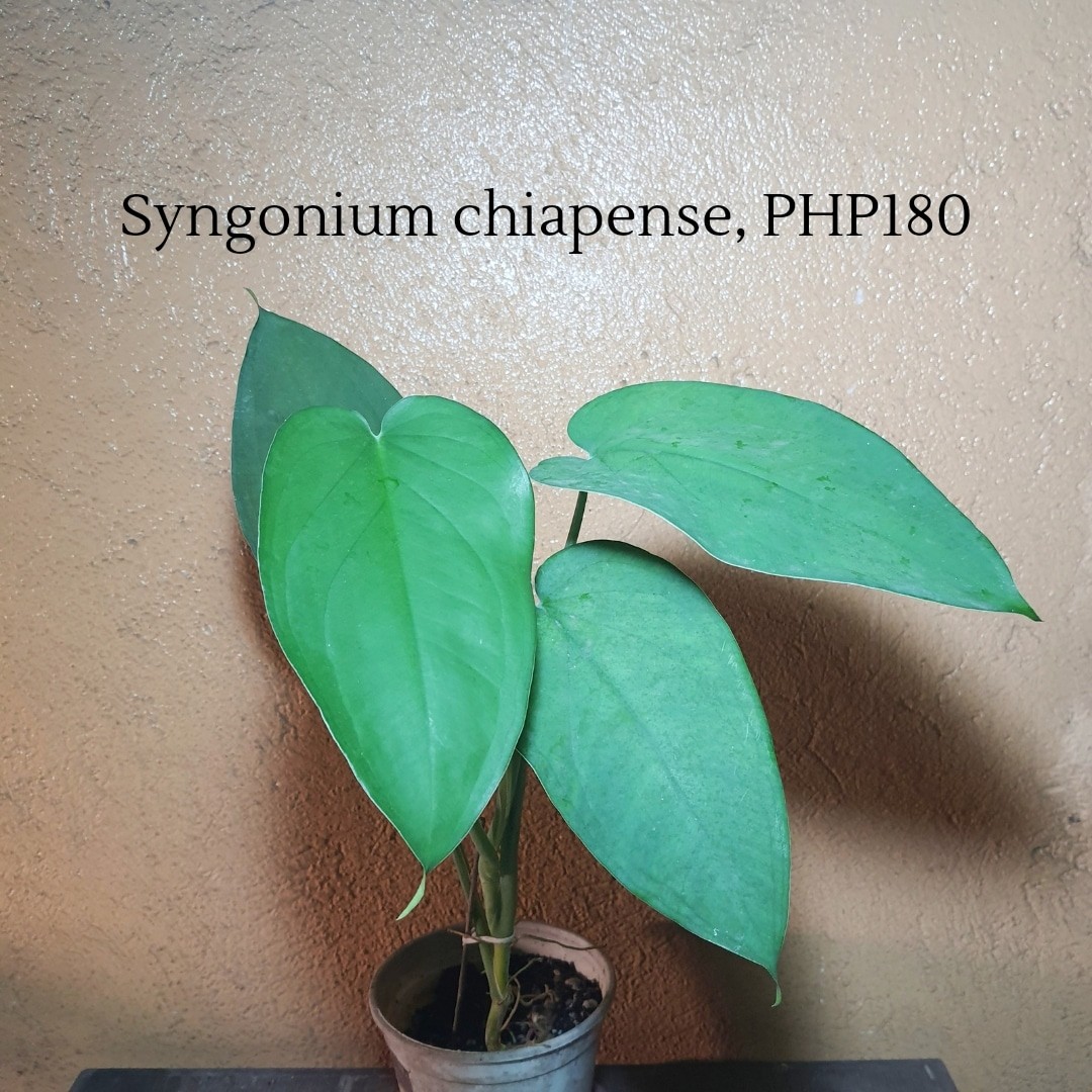 Syngonium chiapense, Furniture & Home Living, Gardening, Plants & Seeds ...