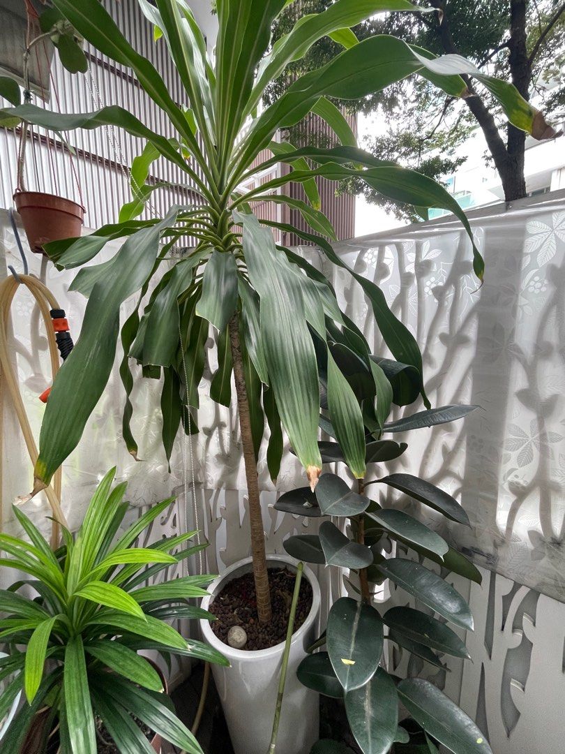 Tall Iron Tree (Dracaena Fragrans) with White Pot, Furniture & Home ...