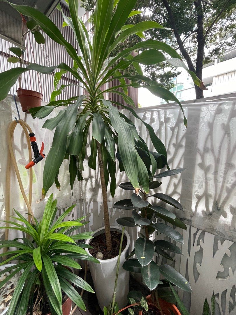 Tall Iron Tree (Dracaena Fragrans) with White Pot, Furniture & Home ...