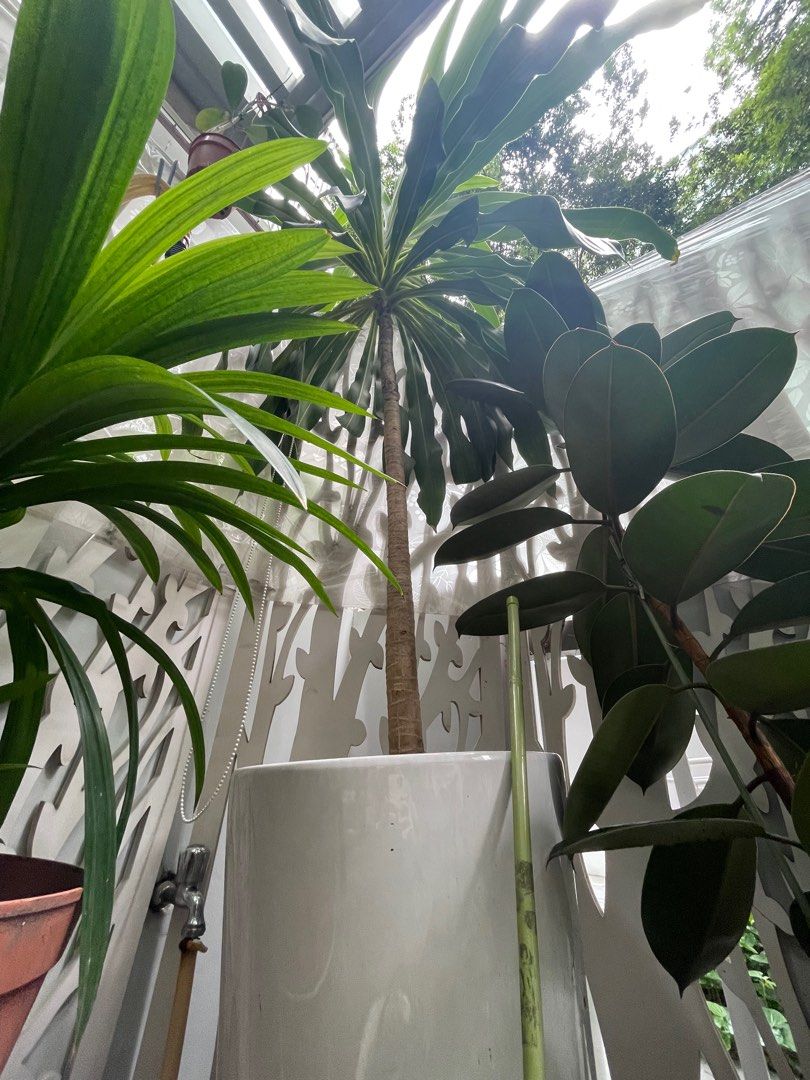 Tall Iron Tree (Dracaena Fragrans) with White Pot, Furniture & Home ...