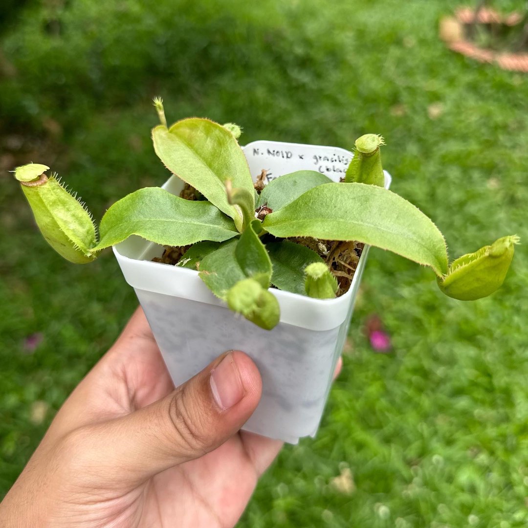 Tropical Pitcher Plants (Nepenthes hybrids), Furniture & Home Living ...