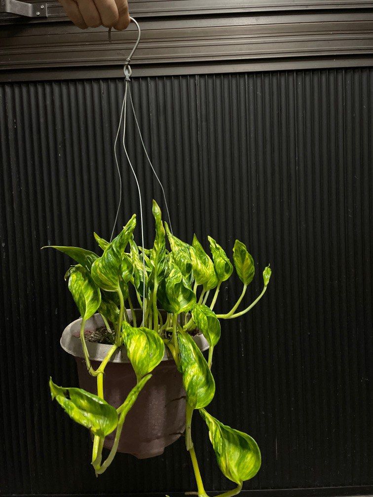 Variegated Sleeping Pothos, Furniture & Home Living, Gardening, Plants ...