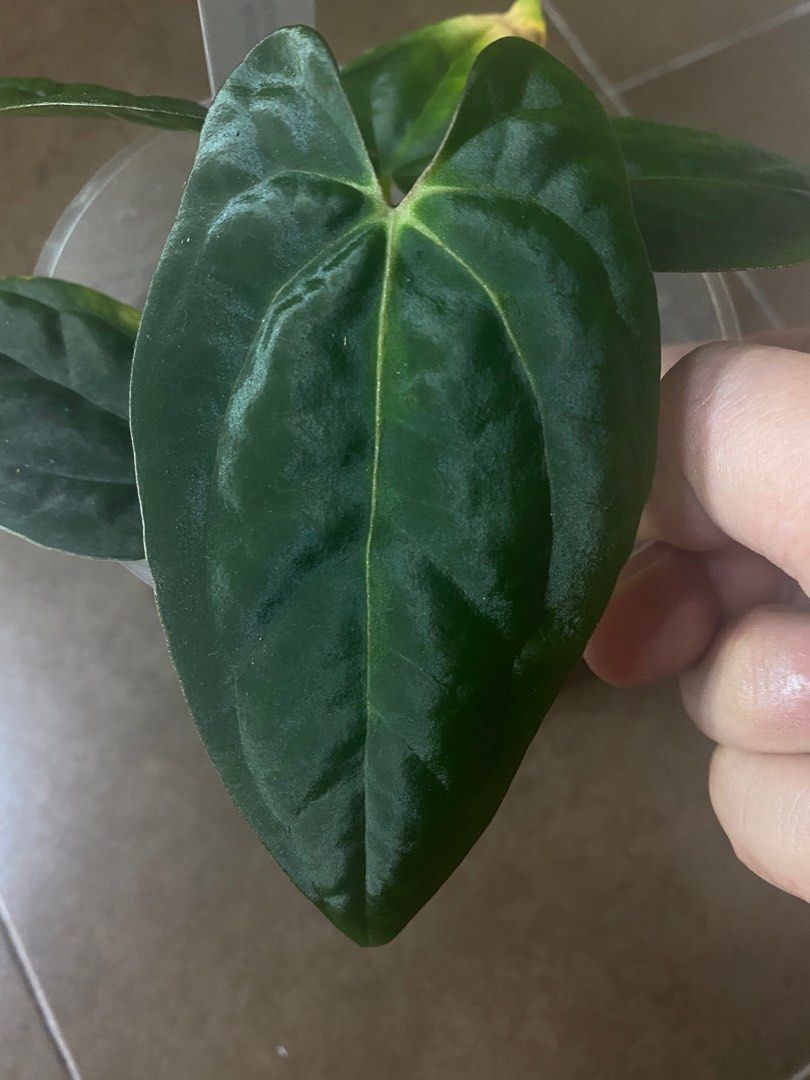 AnthuriumX1 x Anthurium Darkest Panama, Furniture & Home Living ...