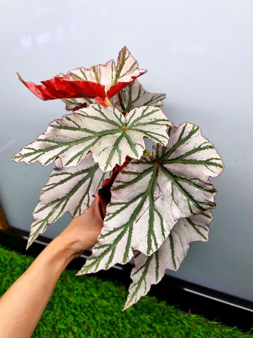 Begonia Highway, Furniture & Home Living, Gardening, Plants & Seeds on ...
