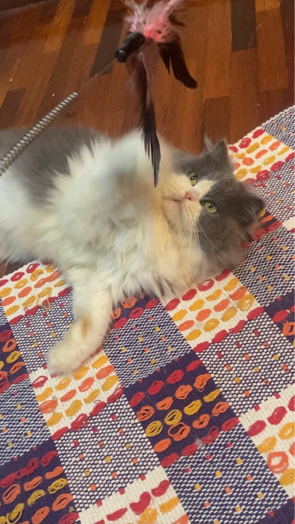 Cat mating services, Services, Others on Carousell