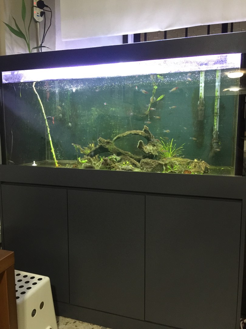 Complete 4ft X 2ft X 2ft tank set for sale, Pet Supplies, Homes & Other ...
