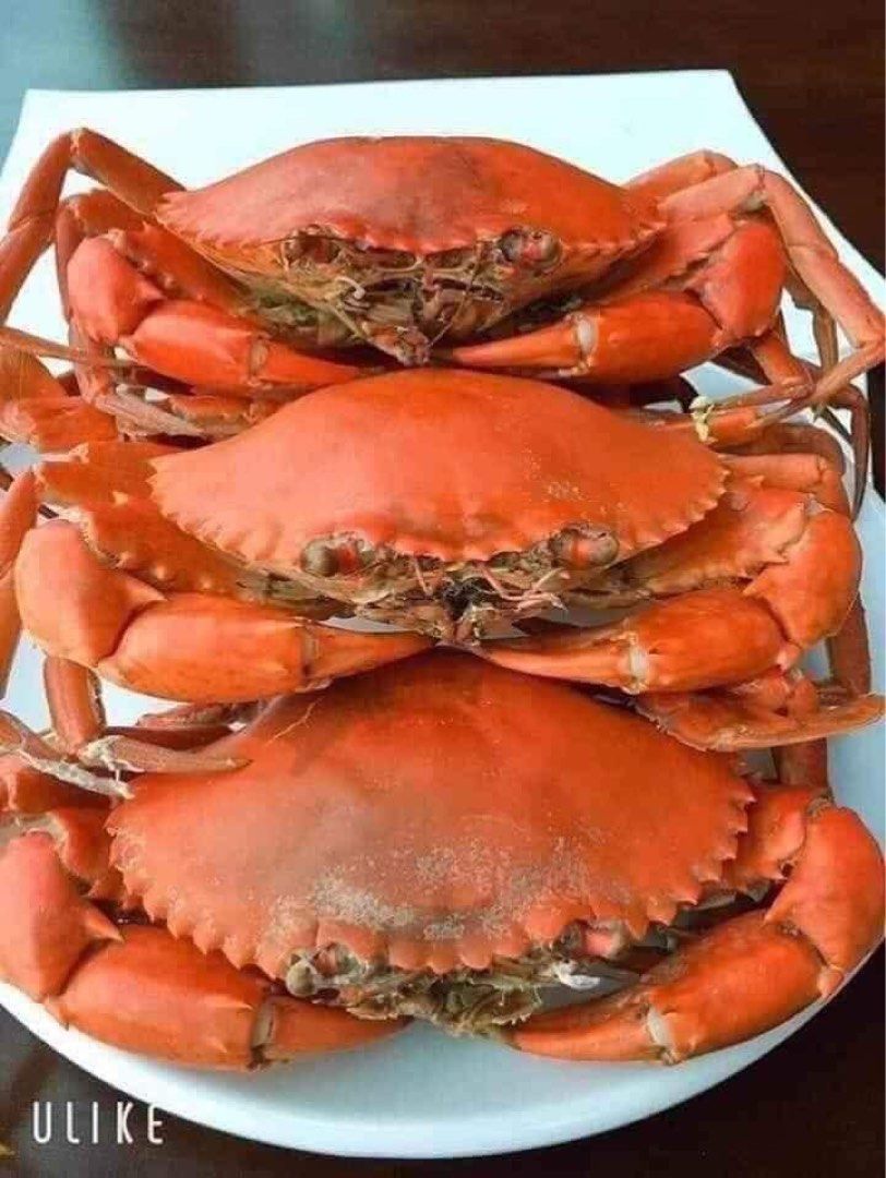 Alive Female Mud crab got roe , Food & Drinks, Fresh Produce on Carousell