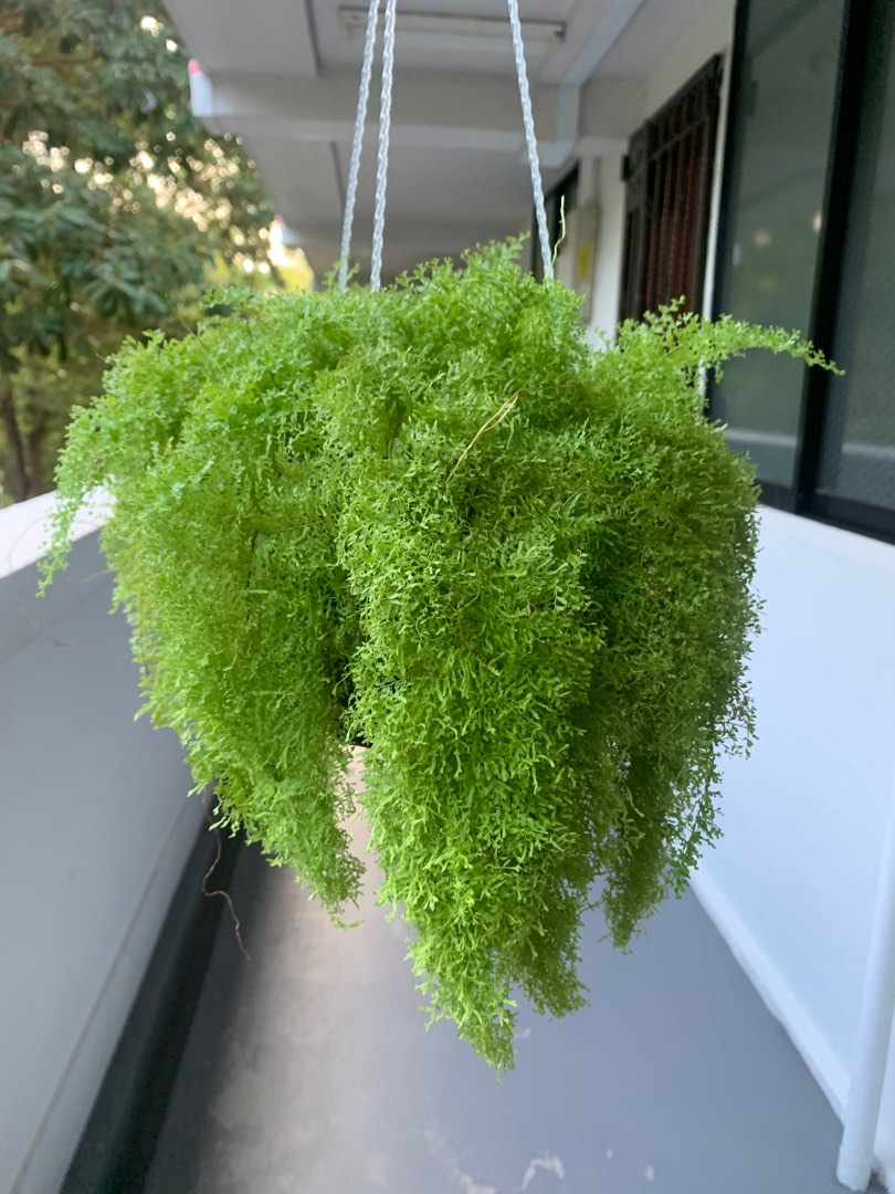 Fern ~ cotton candy or Suzy Wong, Furniture & Home Living, Gardening ...