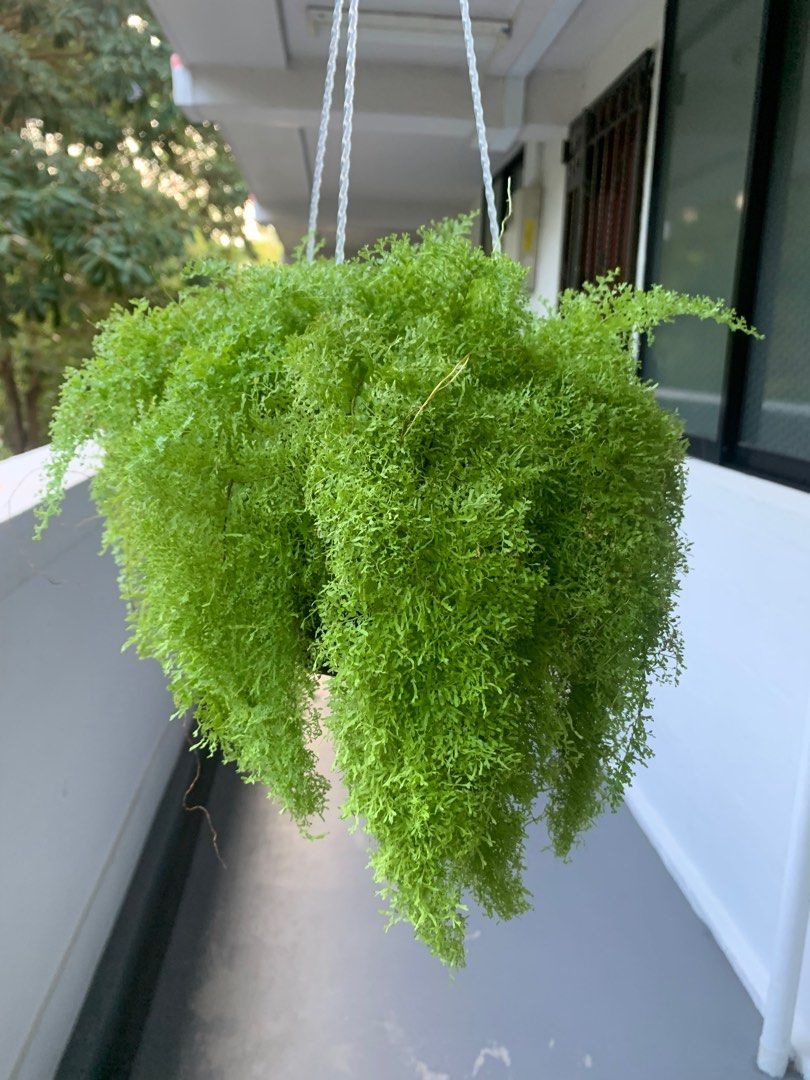 Fern ~ cotton candy or Suzy Wong, Furniture & Home Living, Gardening ...