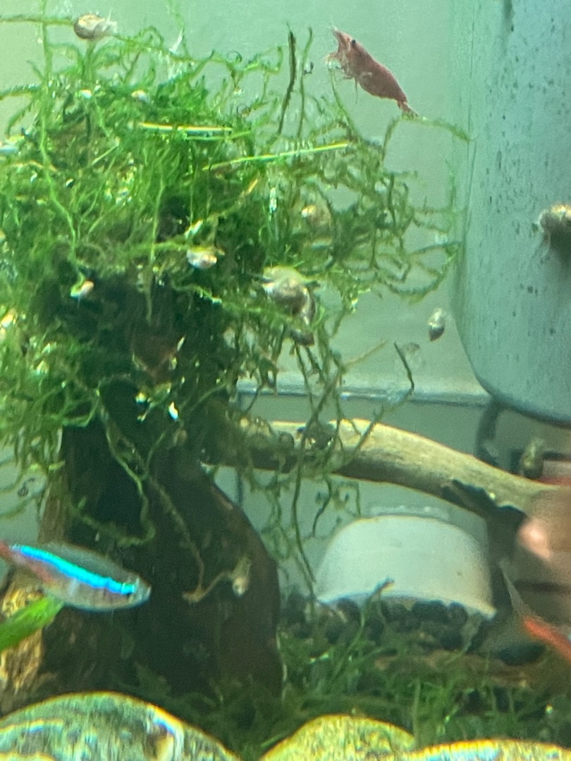 java moss tree, Pet Supplies, Homes & Other Pet Accessories on Carousell