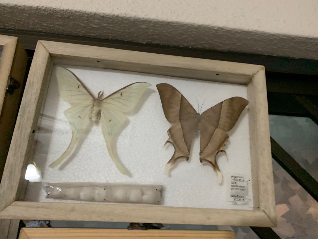 Luna moth taxidermy, Hobbies & Toys, Memorabilia & Collectibles ...