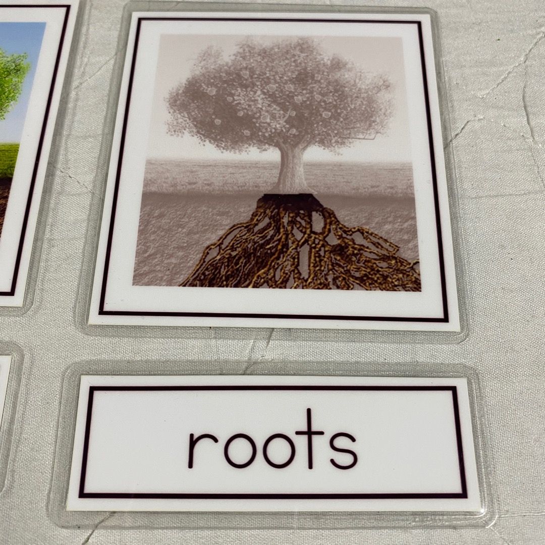 Montessori Three Part Cards - Parts of a Tree, Hobbies & Toys, Toys ...