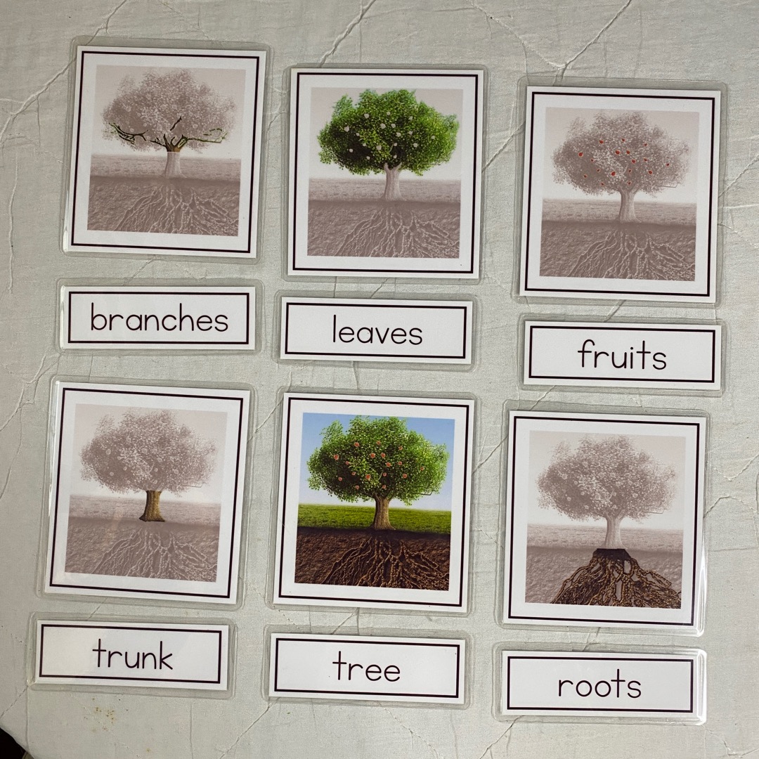Montessori Three Part Cards - Parts of a Tree, Hobbies & Toys, Toys ...