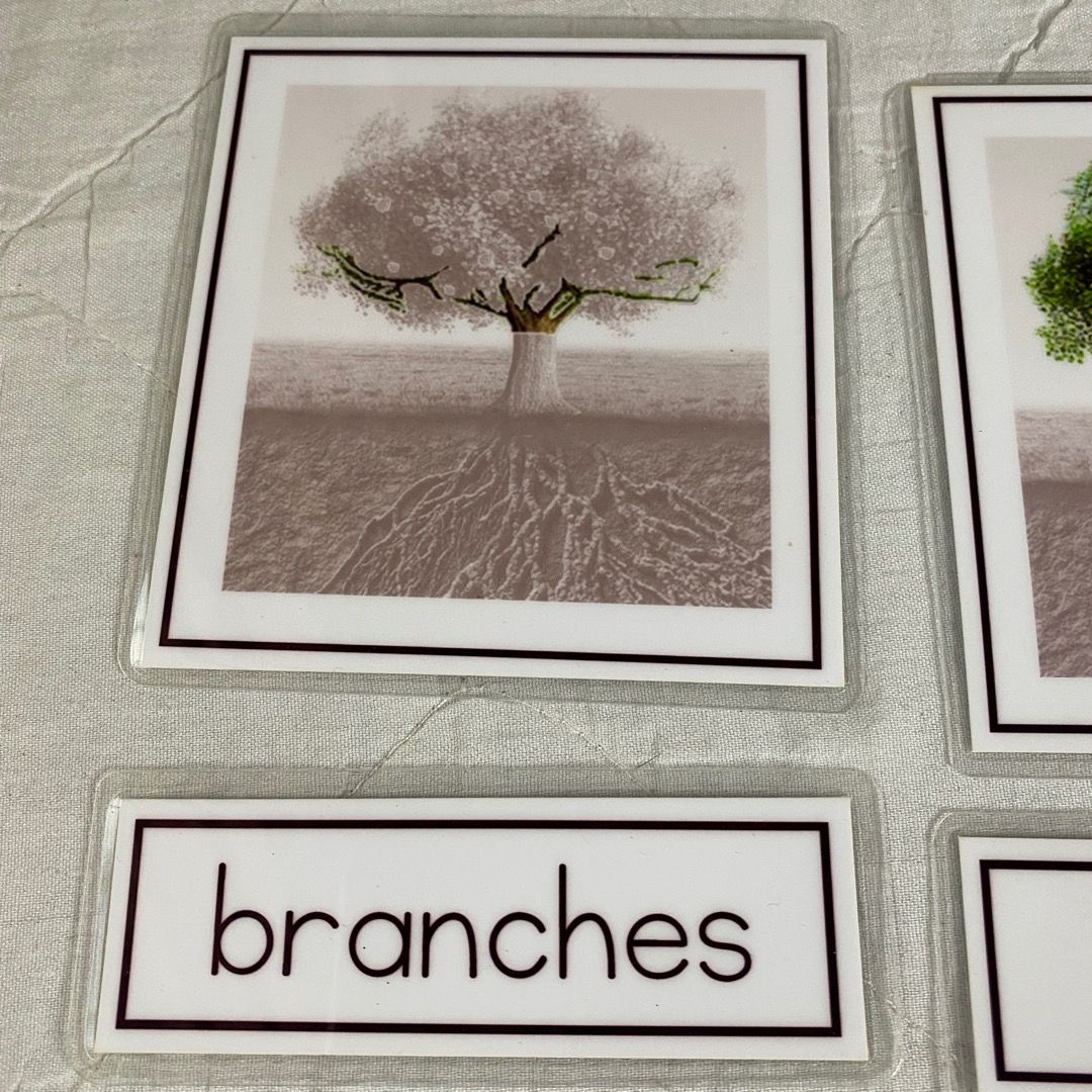 Montessori Three Part Cards - Parts of a Tree, Hobbies & Toys, Toys ...