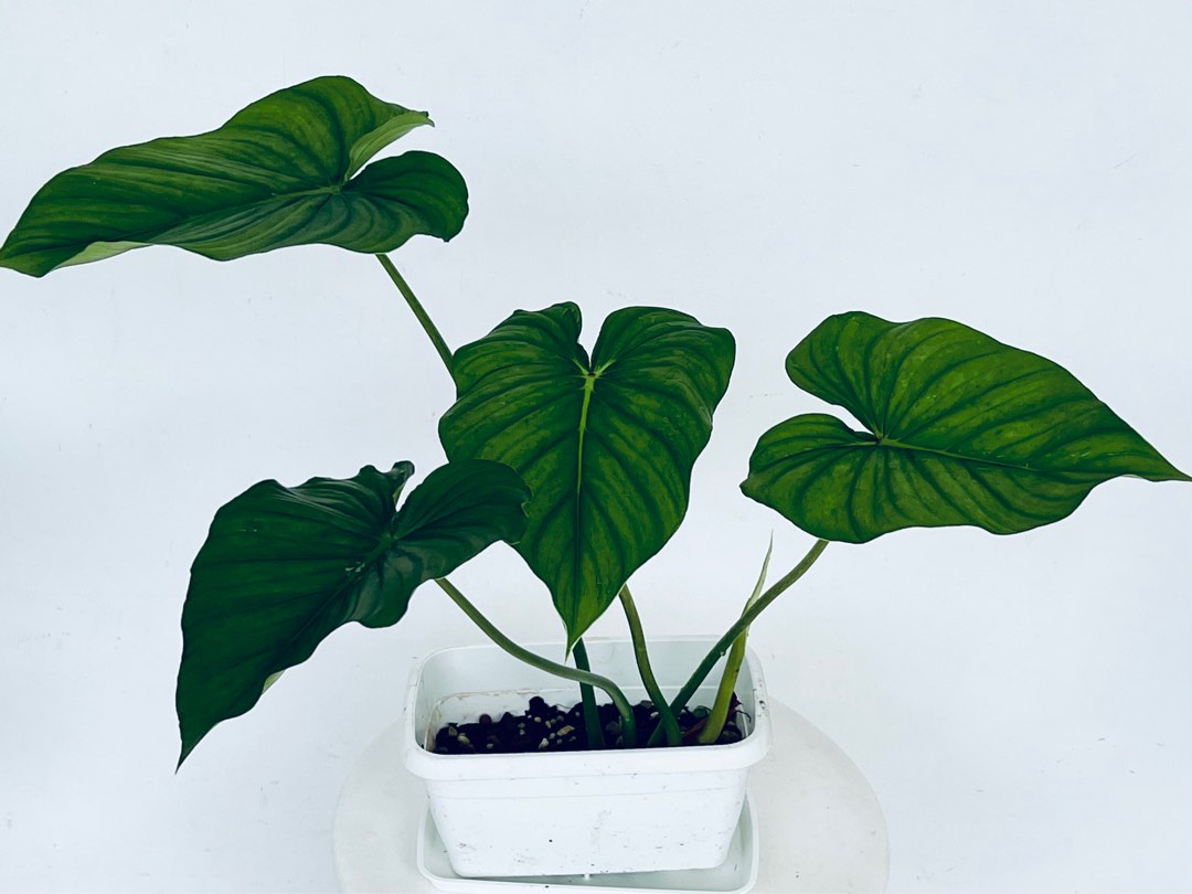 Philodendron Pastazanum X Plowmanii Furniture Home Living Gardening