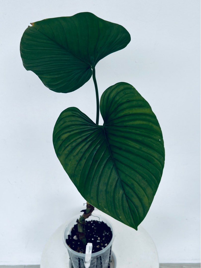 Philodendron Rubrocinctum Platinum, Furniture & Home Living, Gardening ...