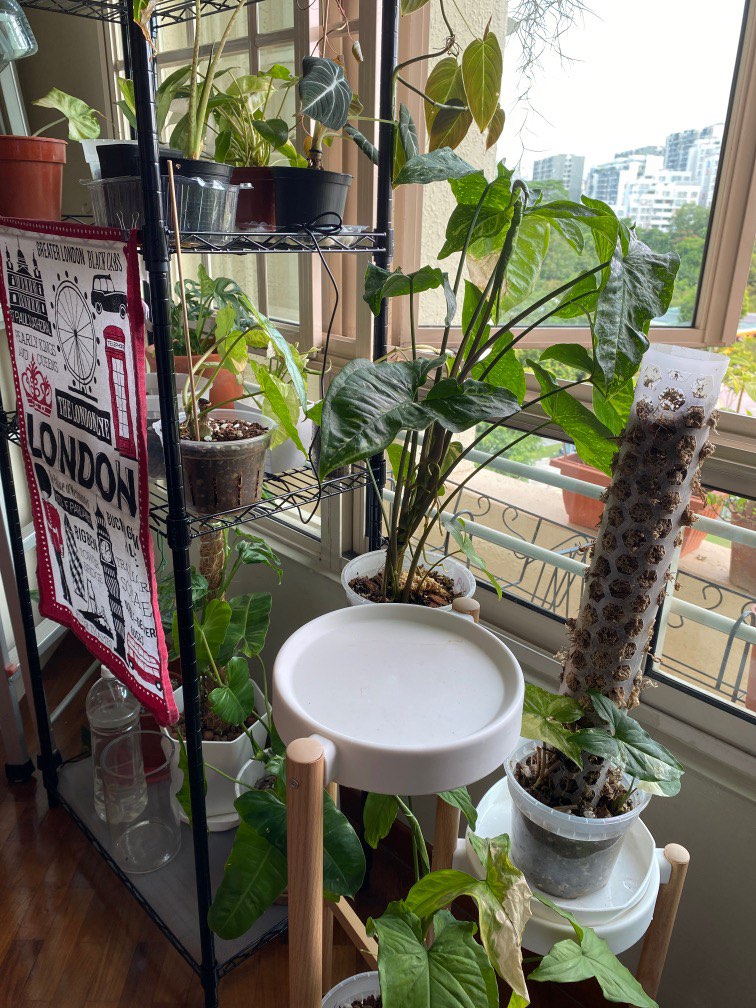 Plant Sitting / Care while overseas!, Furniture & Home Living ...