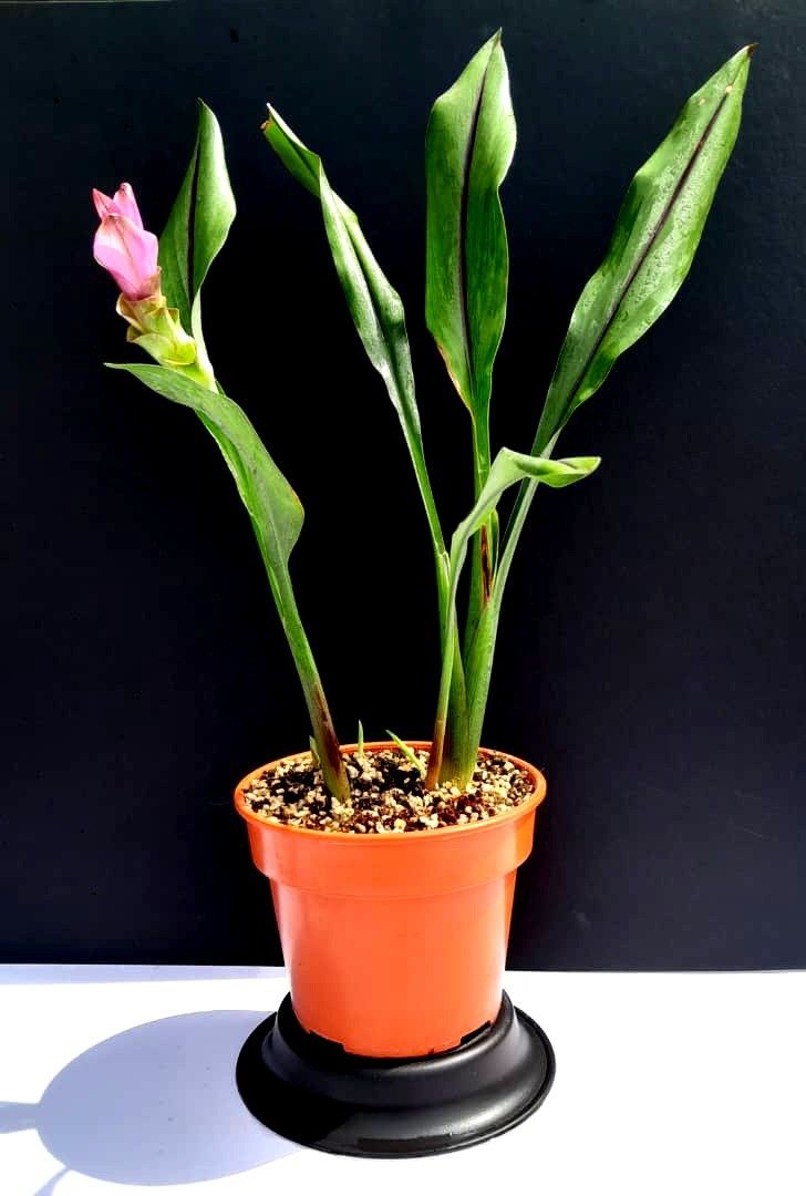 Siam Tulip Pokok Bunga Tulip Siam Thai Ginger Flower Curcuma, Furniture ...