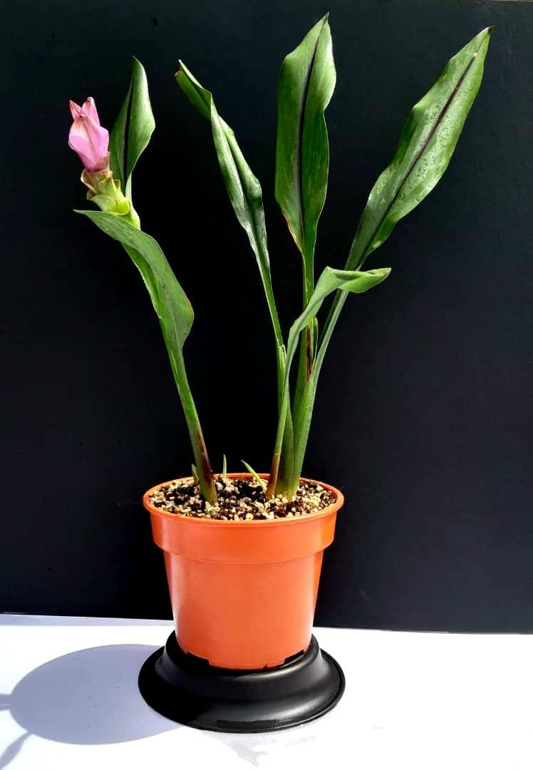 Siam Tulip Pokok Bunga Tulip Siam Thai Ginger Flower Curcuma, Furniture ...