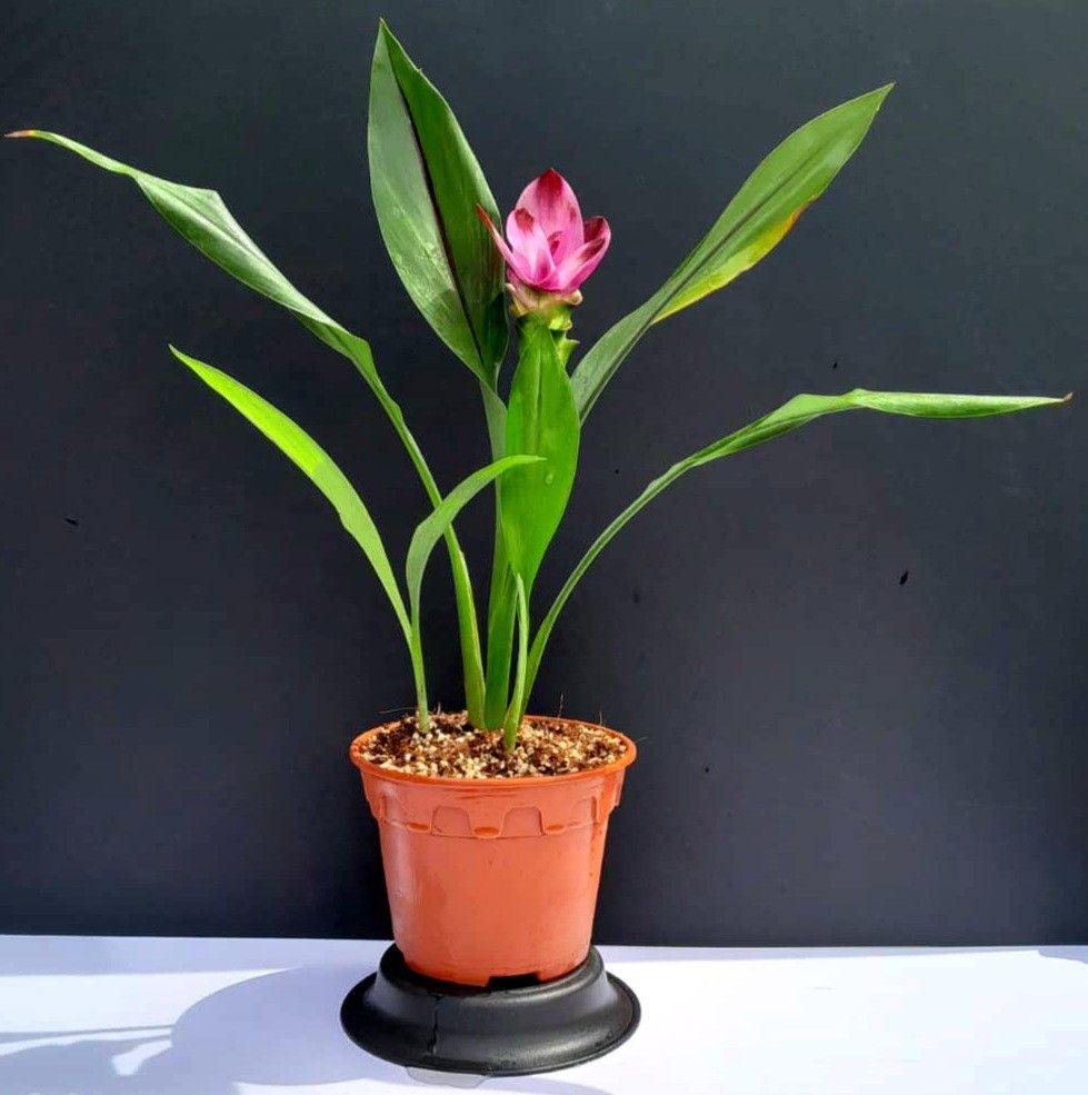 Siam Tulip Pokok Bunga Tulip Siam Thai Ginger Flower Curcuma, Furniture ...