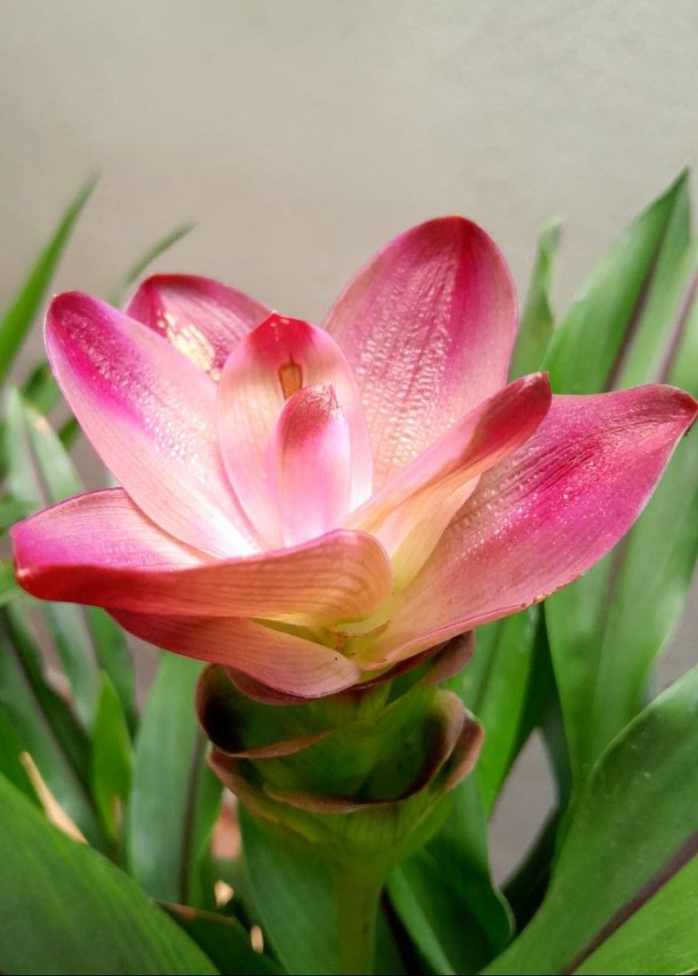 Siam Tulip Pokok Bunga Tulip Siam Thai Ginger Flower Curcuma, Furniture ...