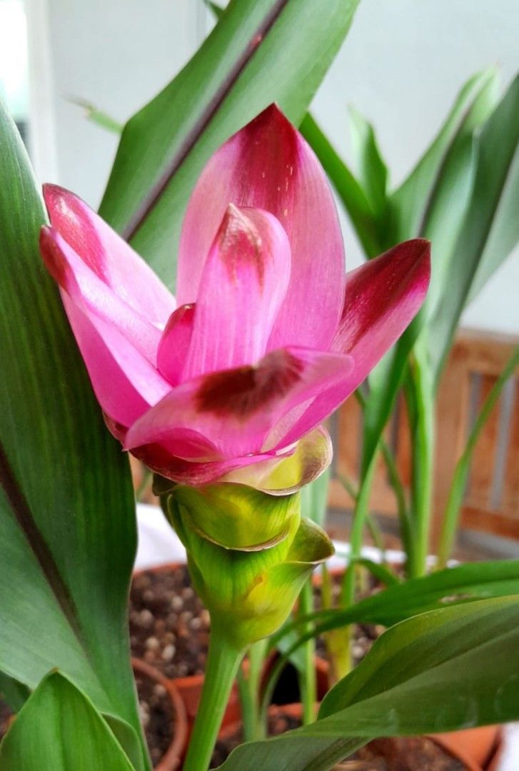 Siam Tulip Pokok Bunga Tulip Siam Thai Ginger Flower Curcuma, Furniture ...