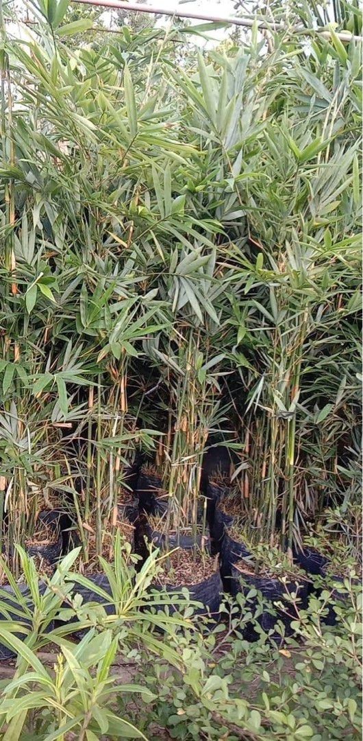 thai bamboo.., Furniture & Home Living, Gardening, Plants & Seeds on ...