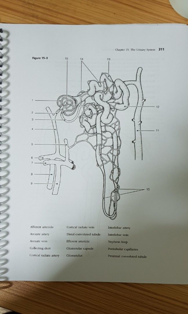 Anatomy Physiology Coloring Book Hobbies Toys Books Magazines