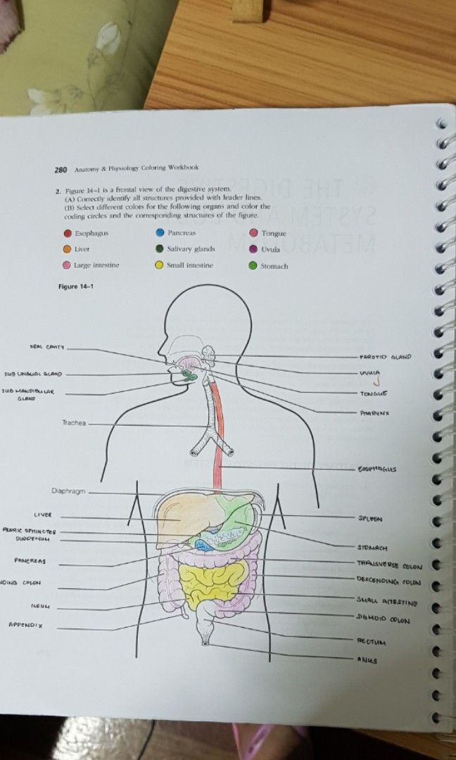 Anatomy Physiology Coloring Book Hobbies Toys Books Magazines