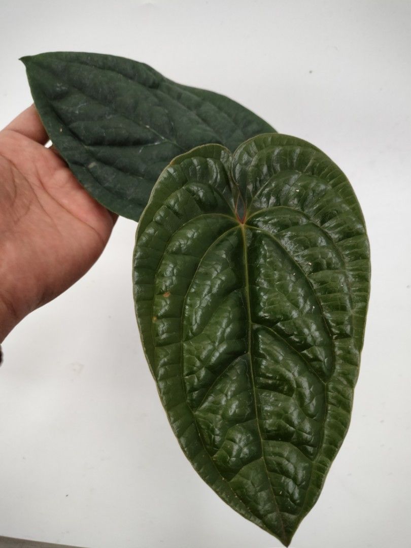 Anthurium Radicans x Luxurians, Furniture & Home Living, Gardening ...