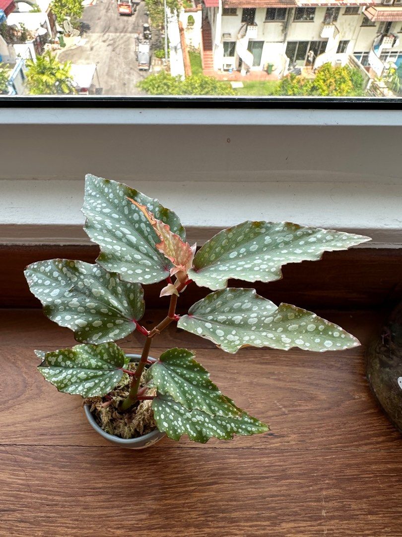 Begonia maculata (mini variety), Furniture & Home Living, Gardening ...