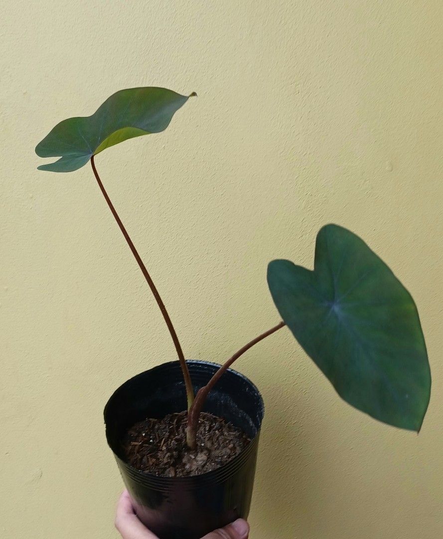 Colocasia Black Magic Plant, Furniture & Home Living, Gardening, Plants ...