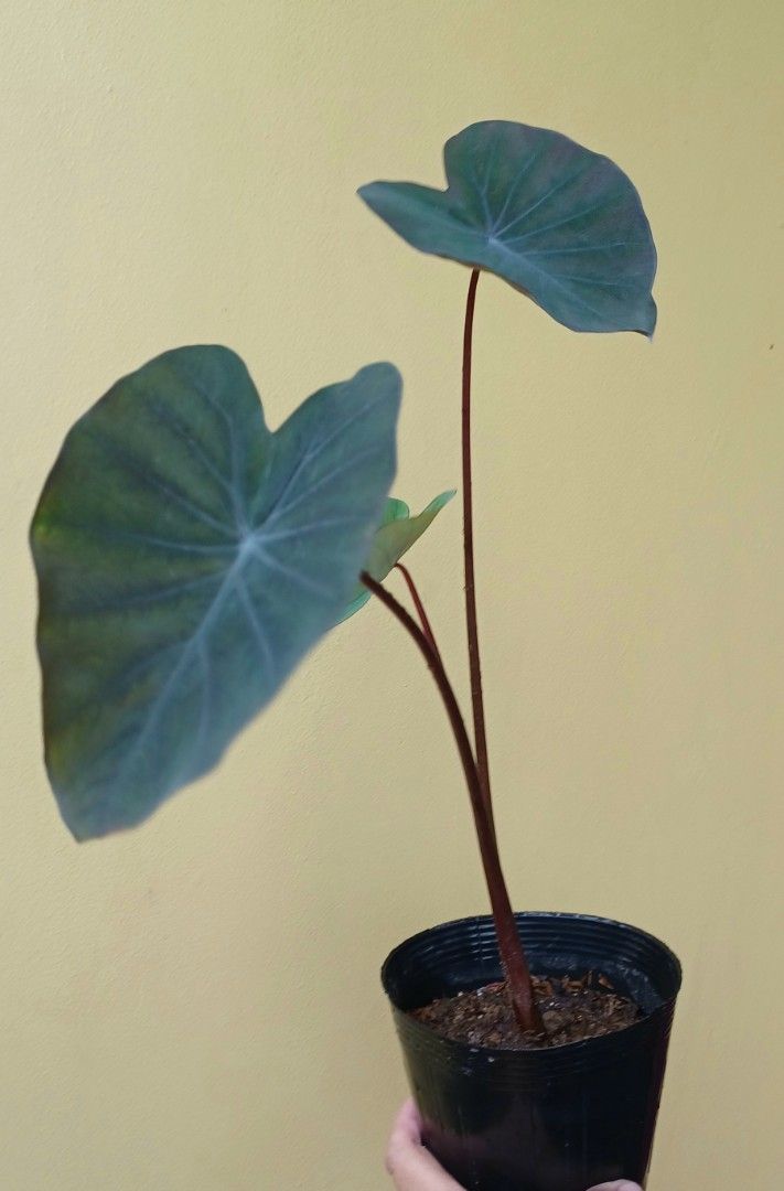 Colocasia Black Magic Plant, Furniture & Home Living, Gardening, Plants ...