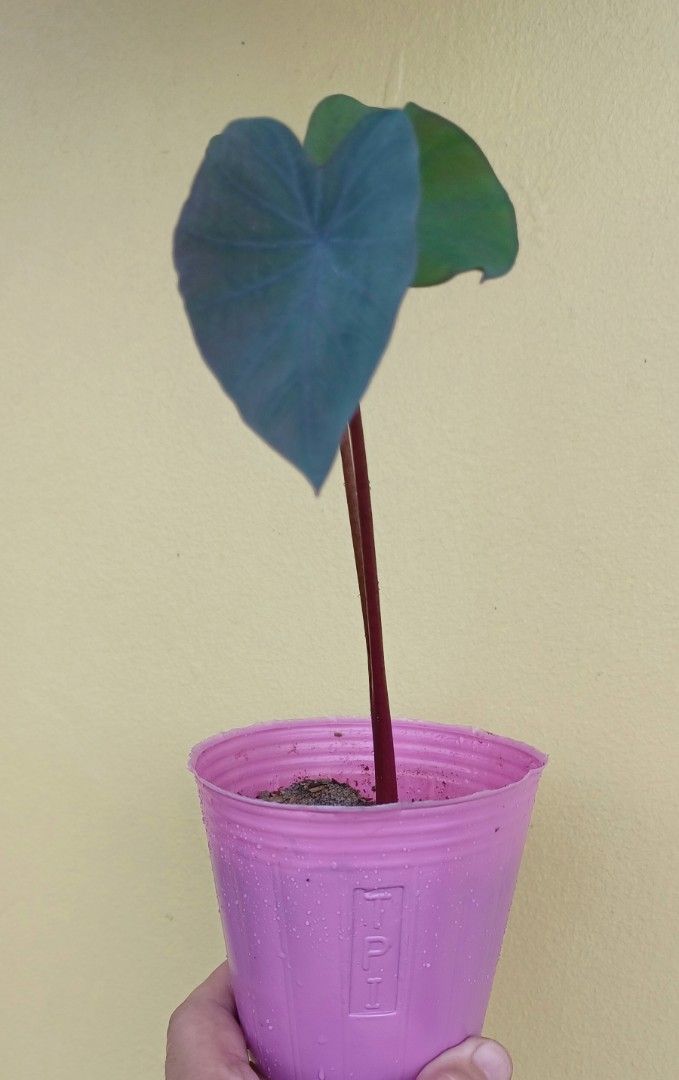 Colocasia Black Magic Plant, Furniture & Home Living, Gardening, Plants ...