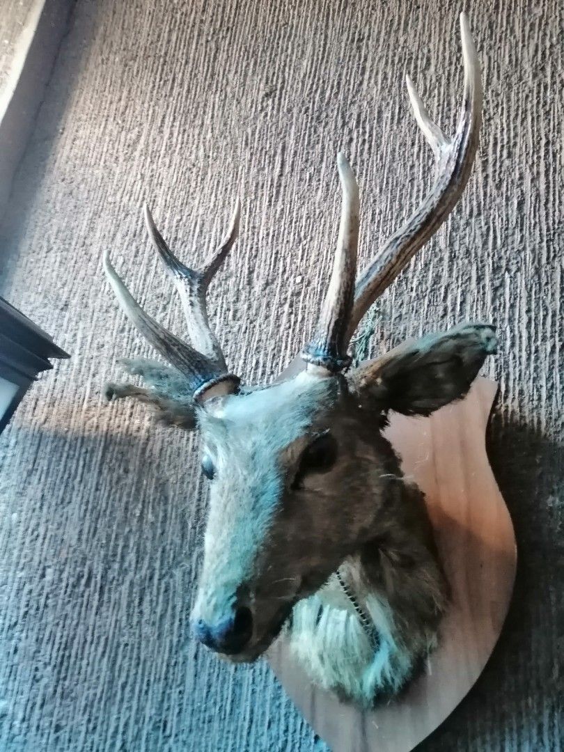Deer head wall display, Hobbies & Toys, Memorabilia & Collectibles ...