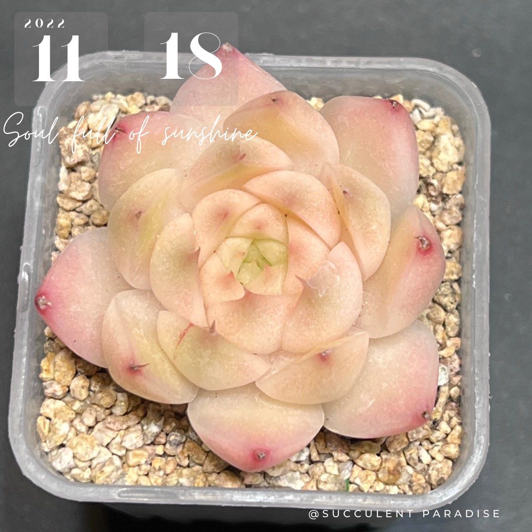 Echeveria Maigan 5cm, Furniture & Home Living, Gardening, Plants ...