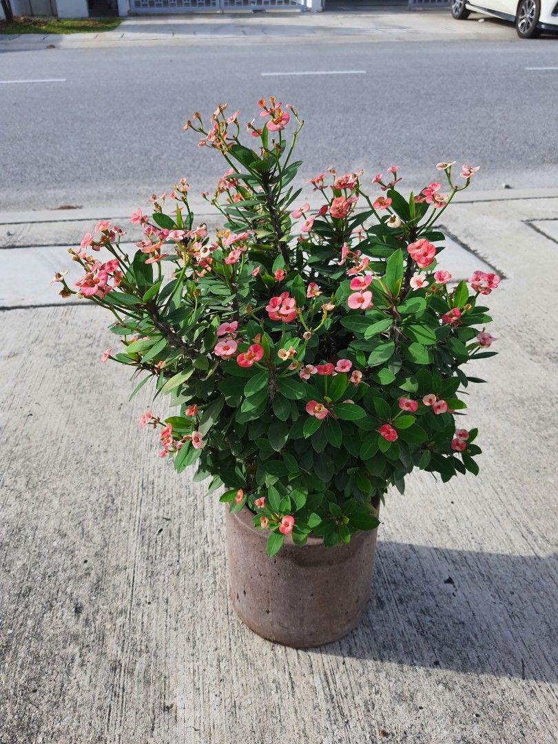 Pink Euphorbia milii 'Dwarf Apache' crown of thorns, Furniture & Home ...