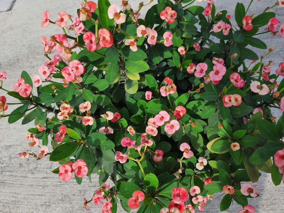 Pink Euphorbia milii 'Dwarf Apache' crown of thorns, Furniture & Home ...