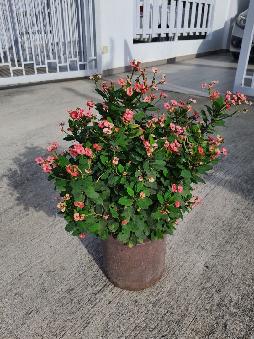 Pink Euphorbia milii 'Dwarf Apache' crown of thorns, Furniture & Home ...