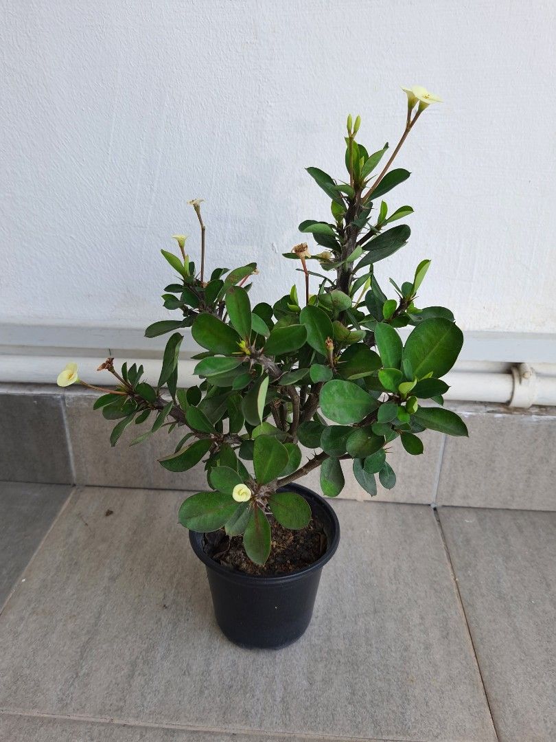 White flower Euphorbia milii 'Dwarf crown of thorns, Furniture & Home ...