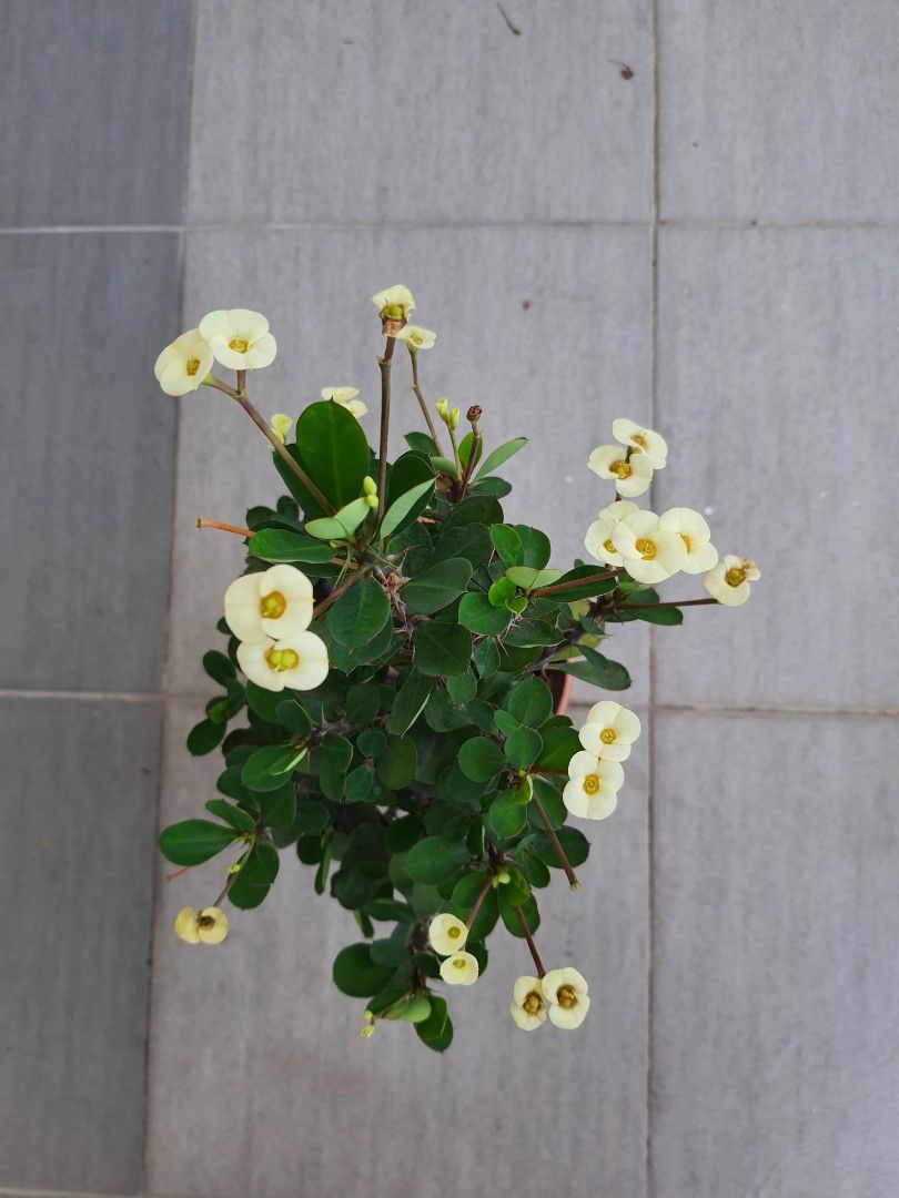 White flower Euphorbia milii 'Dwarf crown of thorns, Furniture & Home ...