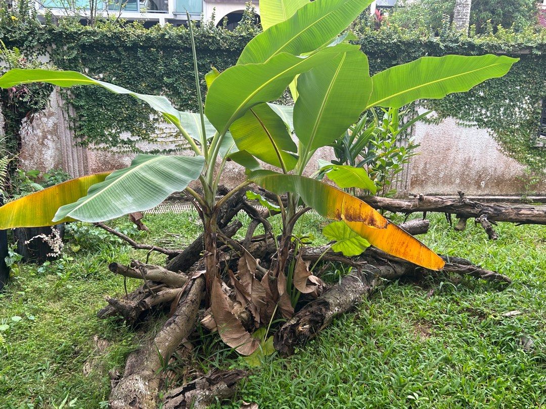 Banana tree - pisang raja , Furniture & Home Living, Gardening, Plants ...