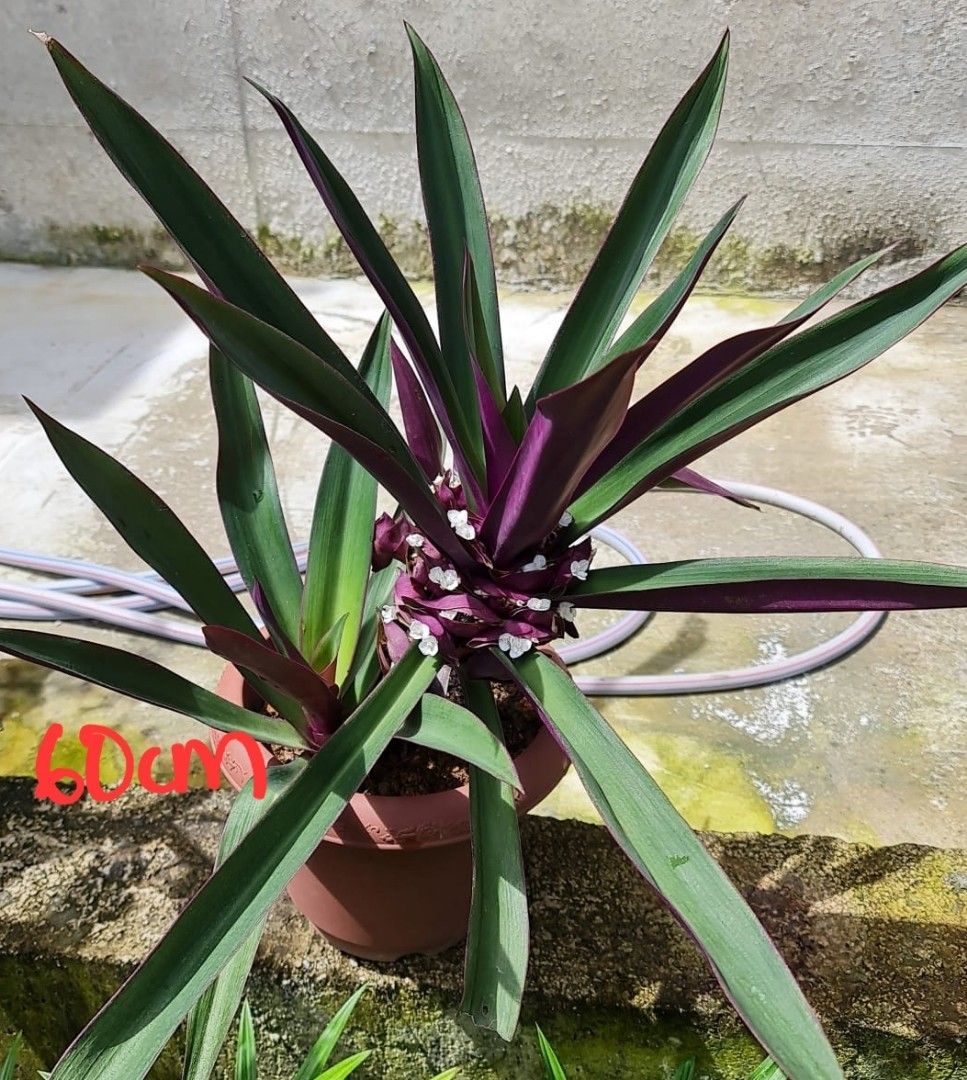 Organic Tradescantia Spathacea / Purple Boat Lily Plants with Flowers ...