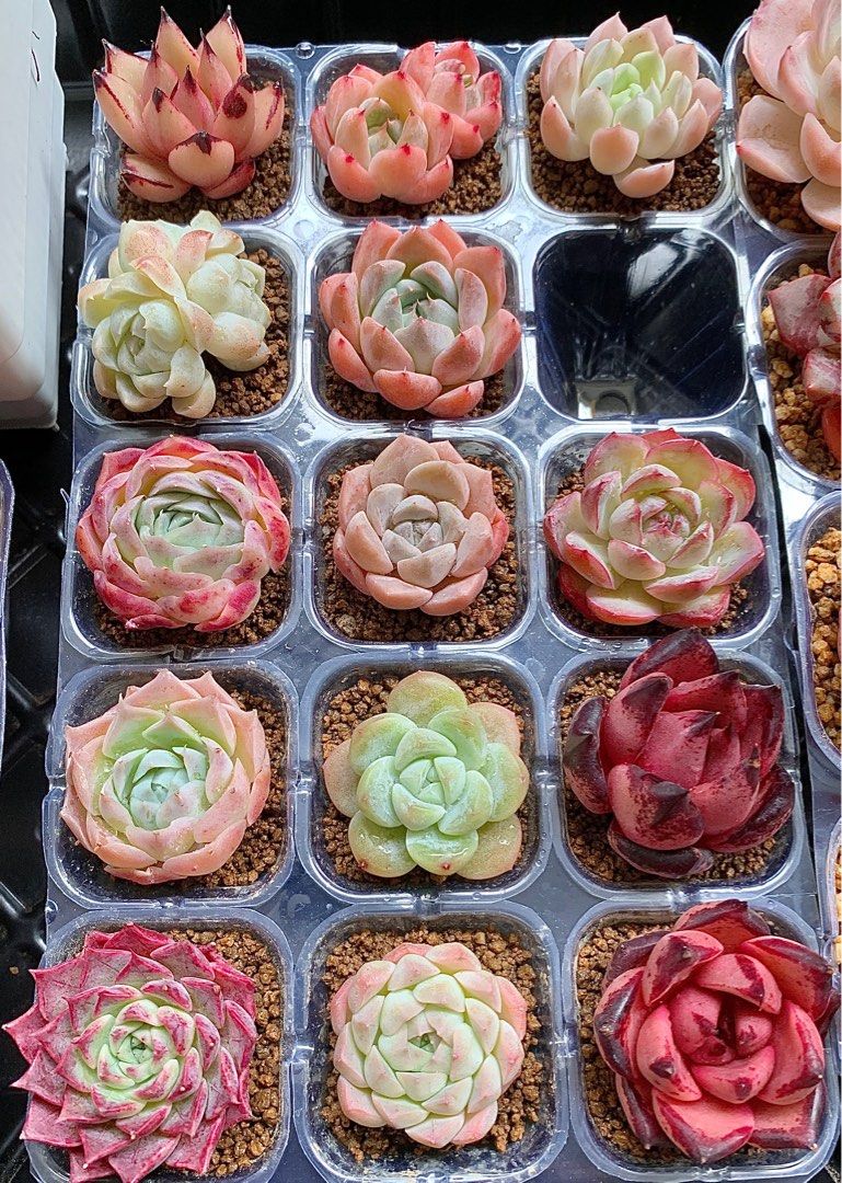 Rare & Vibrant Succulents For Sales, Furniture & Home Living, Gardening ...